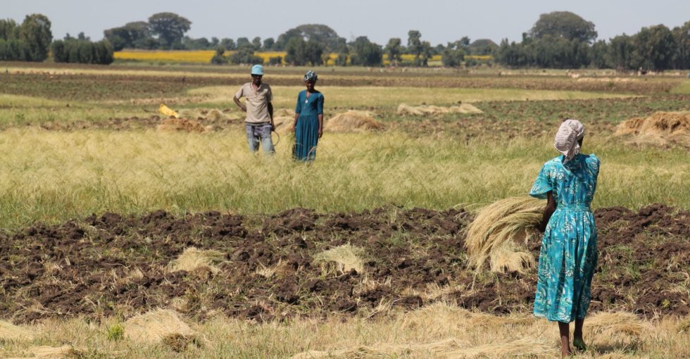 Teff farming in Ethiopia: background brief - Laterite