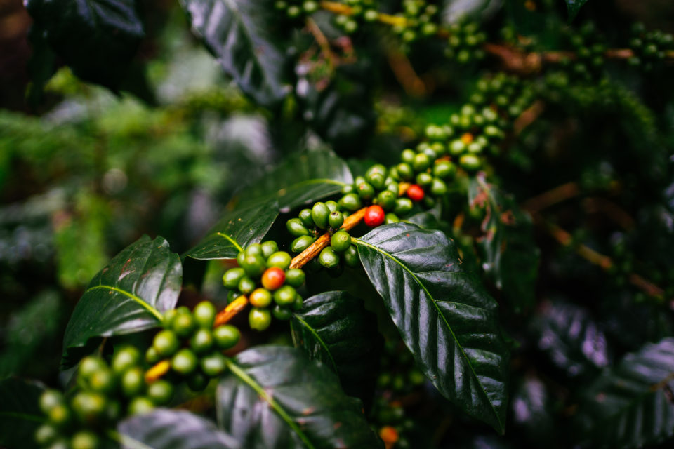 Increasing coffee yields through stumping incentives - Laterite